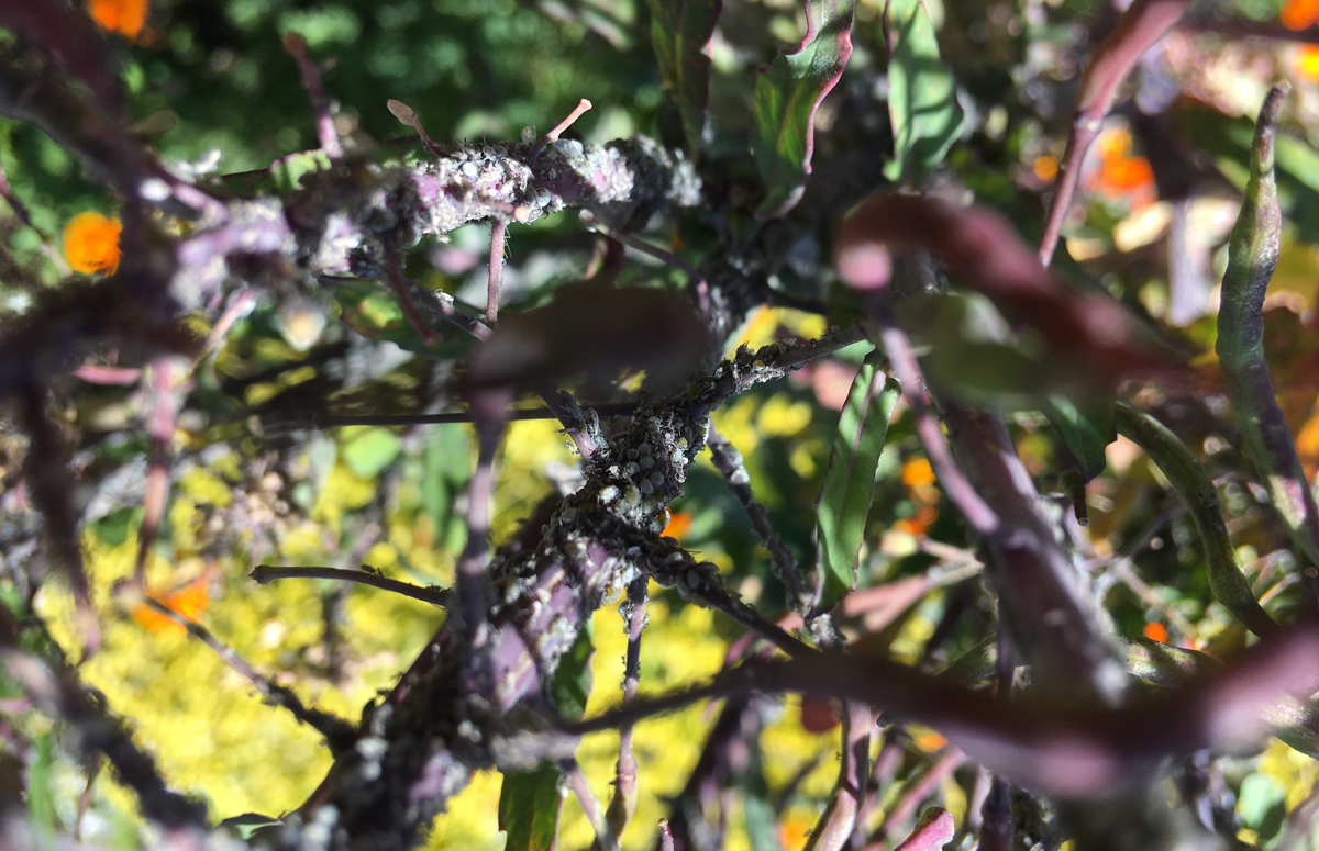 Recent Films of Nathaniel Dorsky | BAMPFA