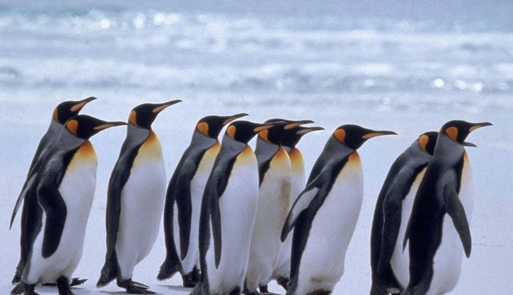 Winged Migration | BAMPFA