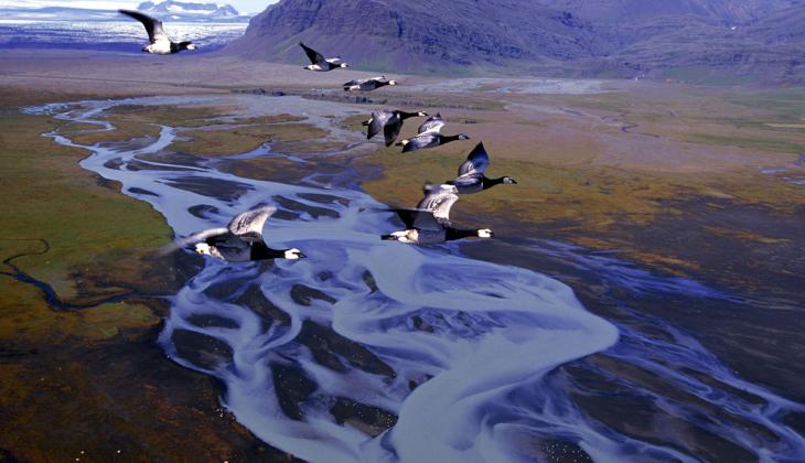 Winged Migration | BAMPFA