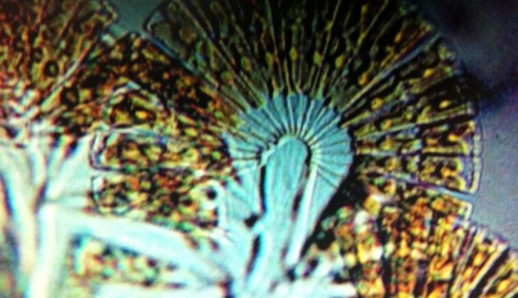 Full: Scientific | BAMPFA